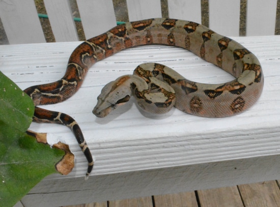 Costa Rican Boa Constrictor by Beatrice's Reptiles
