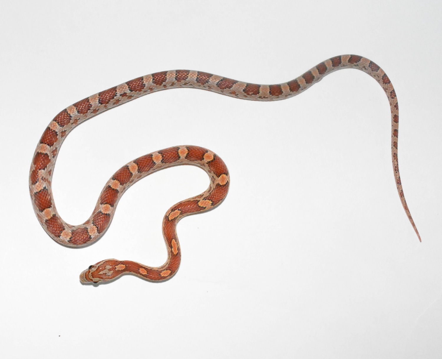 Normal, Het Snow/Terrazzo, Ph Hypo Corn Snake by Beatrice's Reptiles ...