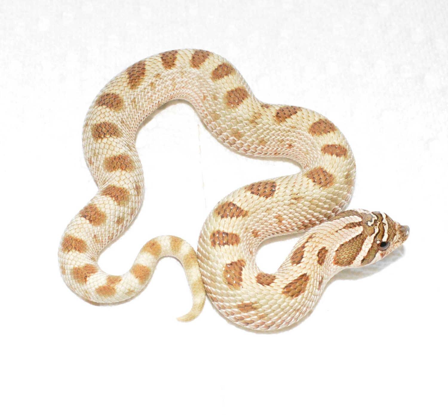 RBE Pastel Anaconda, Het Toffee Belly Western Hognose by Beatrice's ...