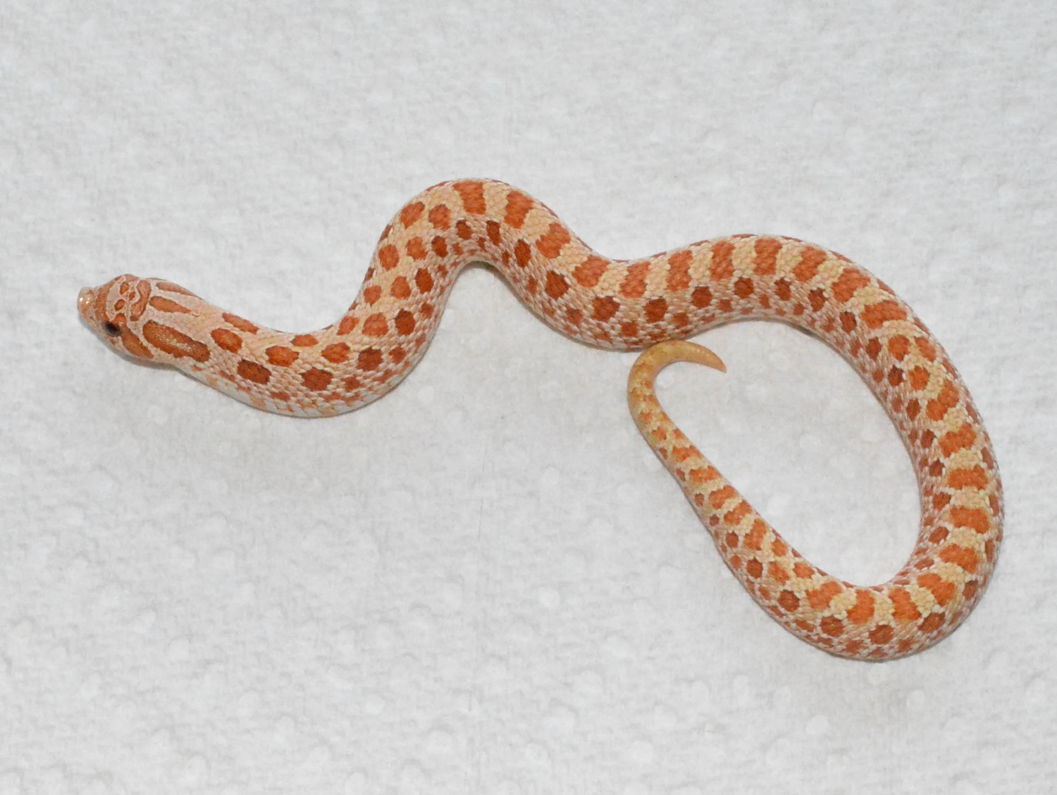 RBE Pastel Toffee Belly, 66% Het Axanthic Western Hognose by Beatrice's ...