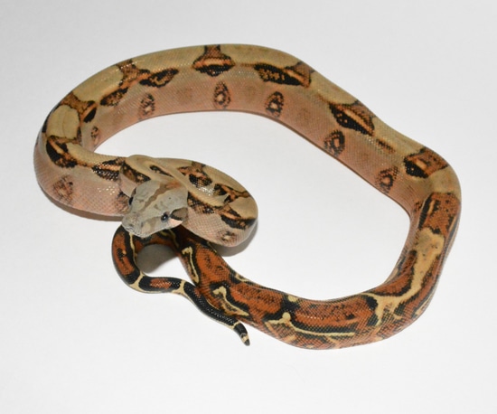 Costa Rican Boa - San Isidro Locality Boa Constrictor by Beatrice's ...