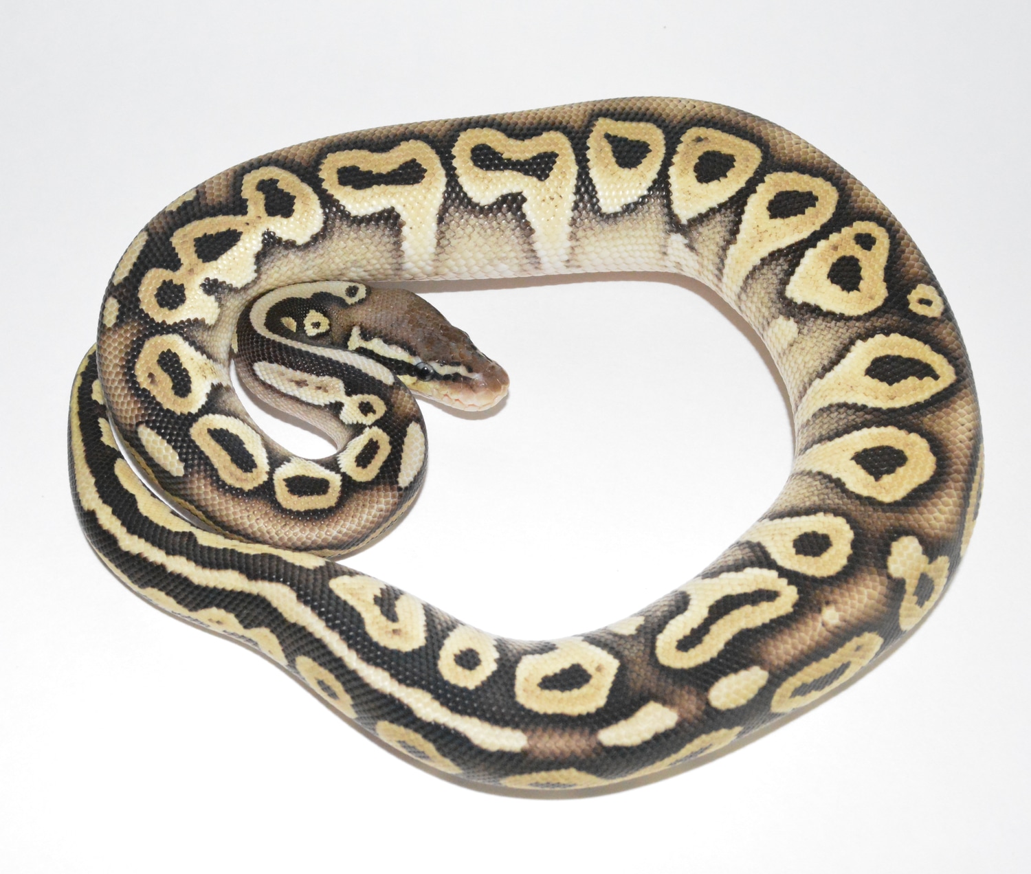 Mojave Pewter Ball Python by Beatrice's Reptiles - MorphMarket