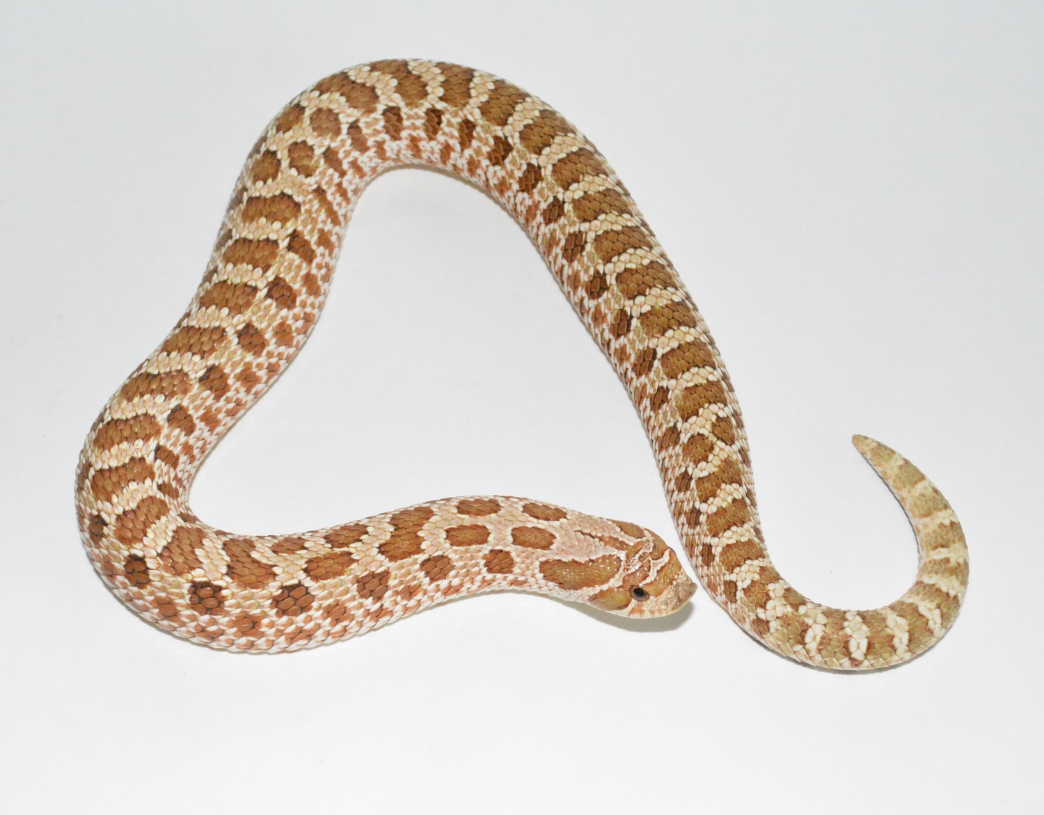 RBE Pastel, 100% Het Toffee Belly/66% Het Axanthic Western Hognose by ...