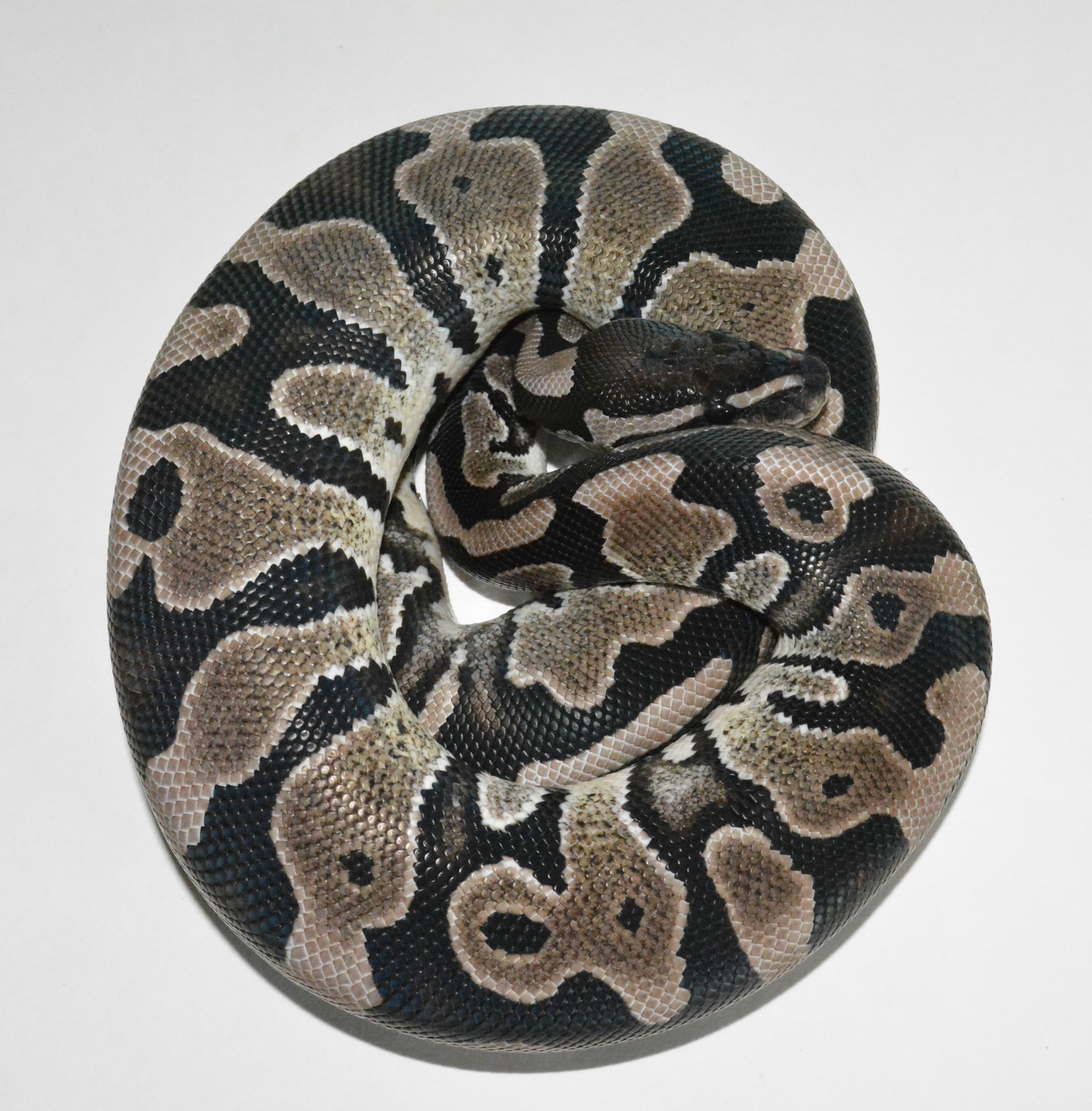 VPI Axanthic, 100% Het Pied/66% Het Albino Ball Python by Beatrice's ...