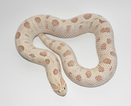 RBE Pastel Toxic Anaconda Western Hognose by Beatrice's Reptiles