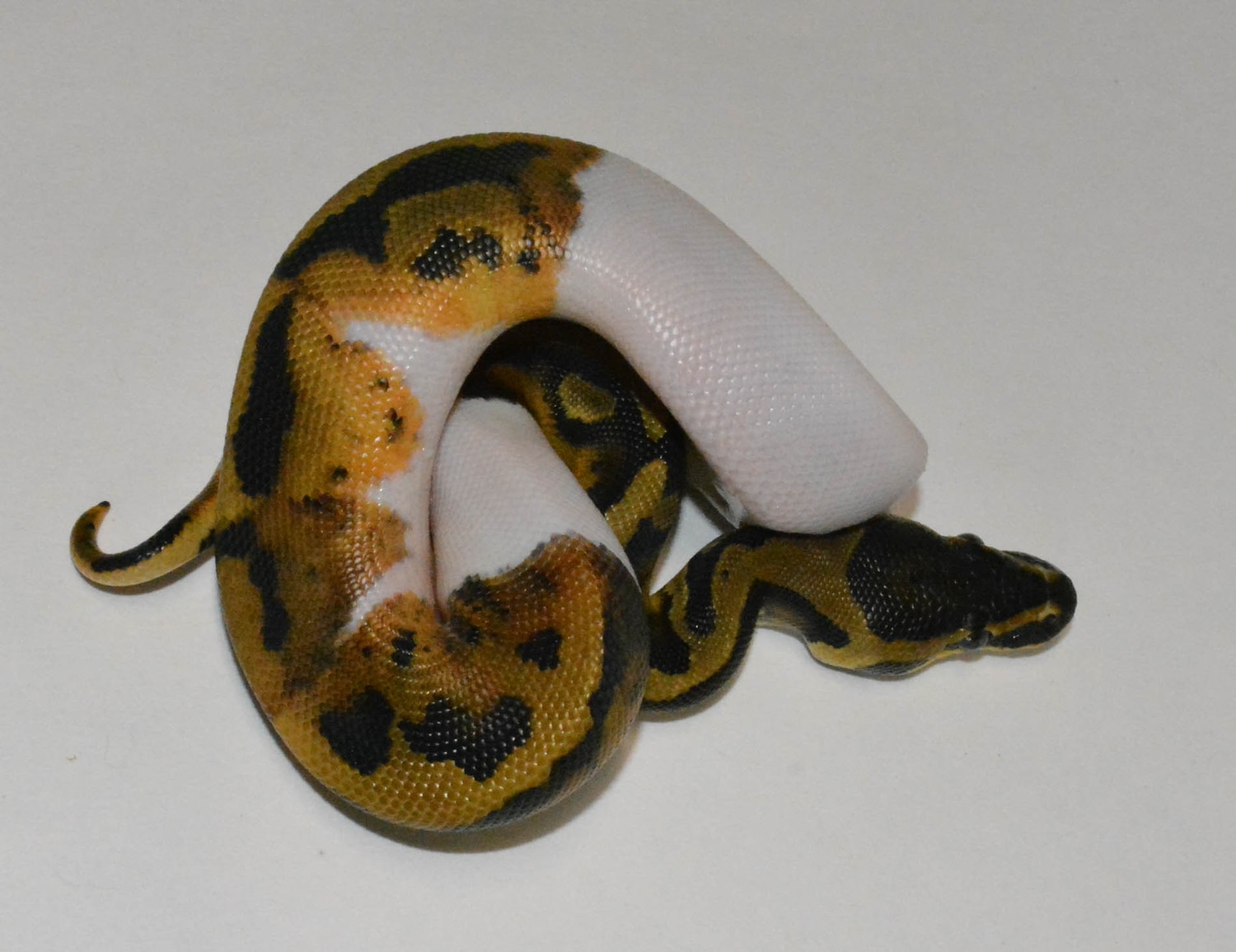 Piebald Het Albino/VPI Axanthic/Desert Ghost Ball Python by Beatrice's ...