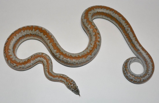 22 Morongo Valley 100% Het Axanthic Rosy Boa by Beatrice's Reptiles