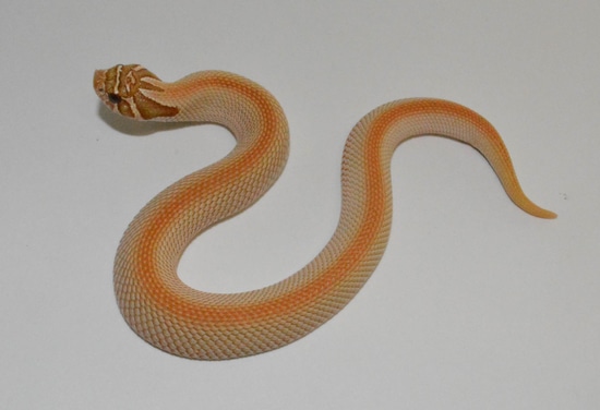 RBE Pastel Toffee Super Conda Painted Stripe, 50% Het Axanthic/Lavender ...