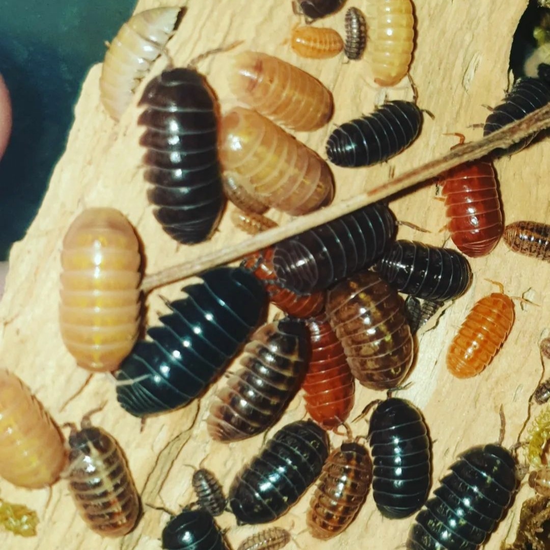 Armadillidium Vulgare Morph Mix X 25 Isopod by RebourneReptiles ...