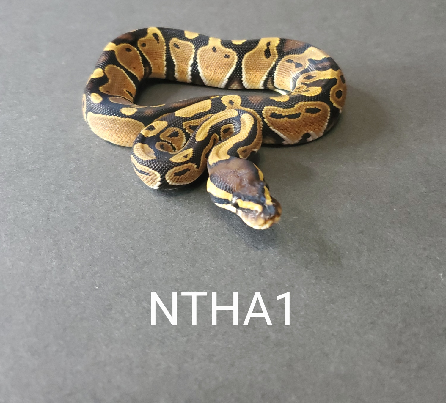 Jolliff Tiger 100% Het Albino 50% Het Jolliff Axanthic Ball Python by Engler Rodents & Reptiles ...