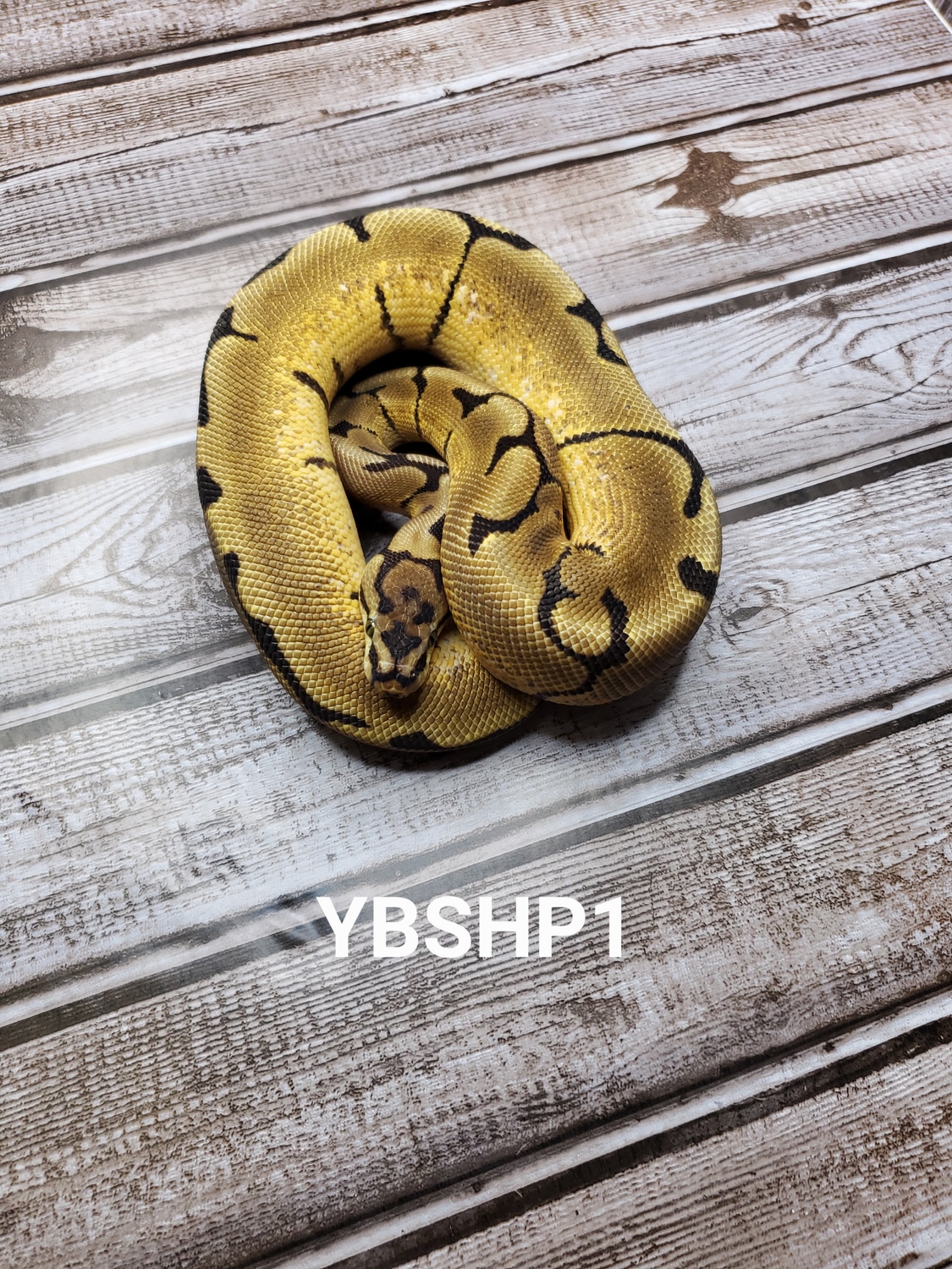 Yellowbelly Spider 100% Het Piebald Ball Python by Engler Rodents ...
