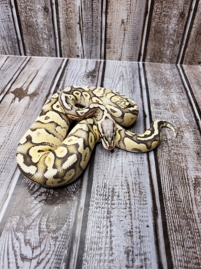 Sapphire Super Pastel Ball Python by Engler Rodents & Reptiles