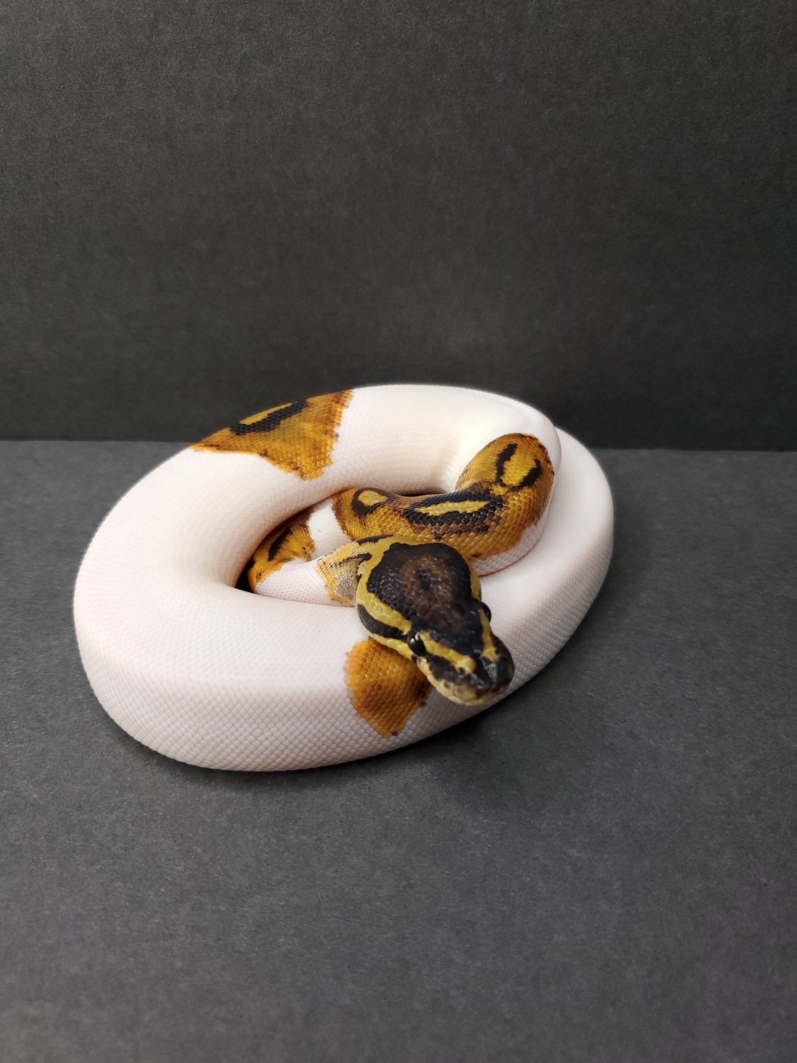 Piebald Ball Python by Engler Rodents & Reptiles - MorphMarket