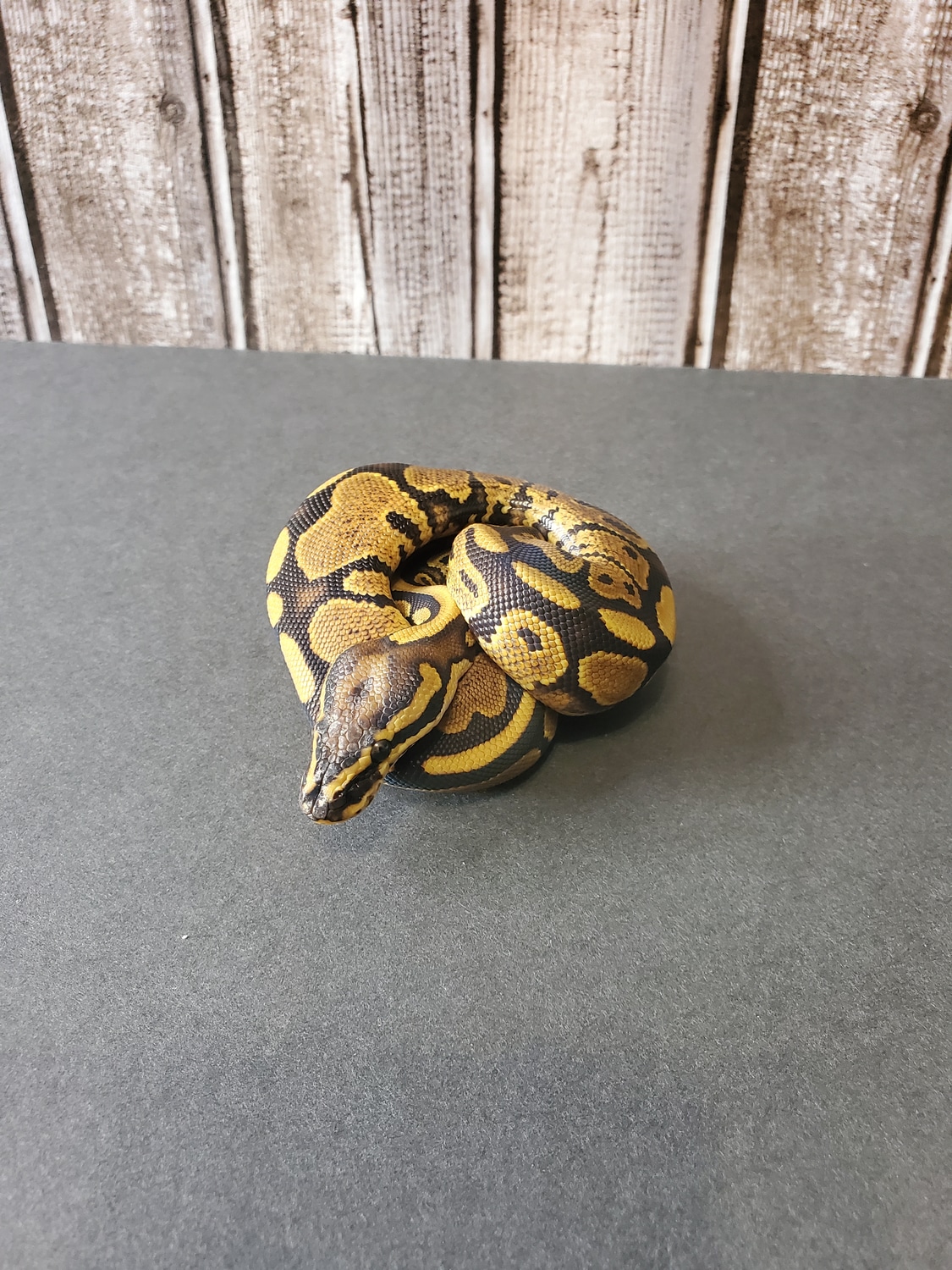 Normal Ball Python by Engler Rodents & Reptiles - MorphMarket