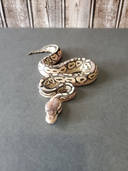 Cinnamon Pewter Sapphire Fire 50% Het Clown Ball Python by Engler ...