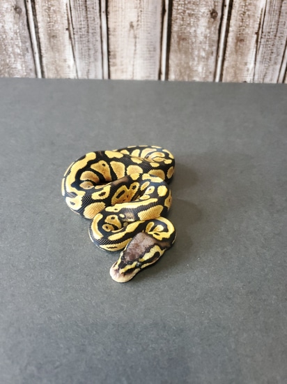 Sapphire Pastel Ball Python by Engler Rodents & Reptiles