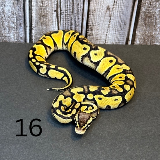 Pastel Sapphire Ball Python by Engler Rodents & Reptiles