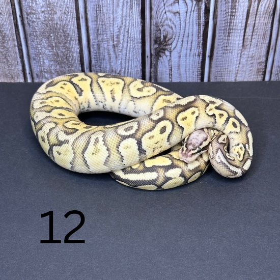 Super Pastel Sapphire Ball Python by Engler Rodents & Reptiles