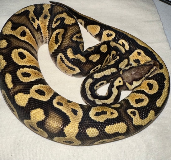 Pastel Sapphire Ball Python by Engler Rodents & Reptiles