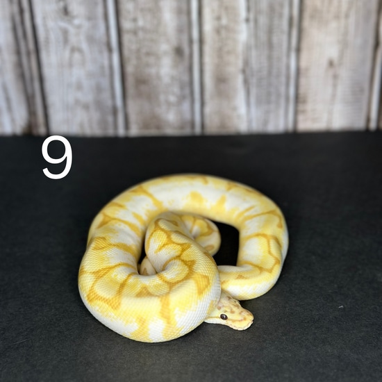 Pastel Enchi Banana Spider Het Puma Ball Python by Engler Rodents ...
