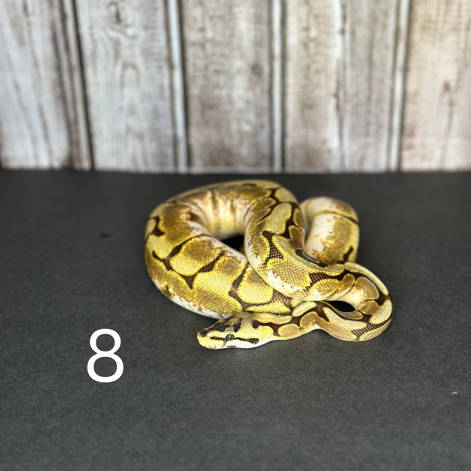 Enchi Spider Het Puma Ball Python by Engler Rodents & Reptiles ...