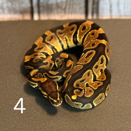 Normal Het Clown Ball Python by Engler Rodents & Reptiles