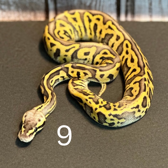 Super Pastel Fire Leopard Ball Python by Engler Rodents & Reptiles