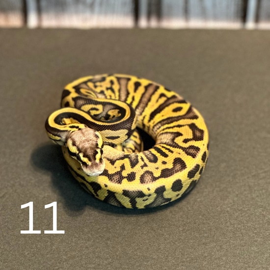 Super Pastel Leopard Ball Python by Engler Rodents & Reptiles