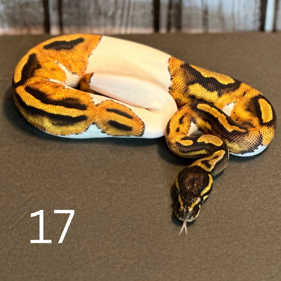 Pie Bald Ball Python by Engler Rodents & Reptiles