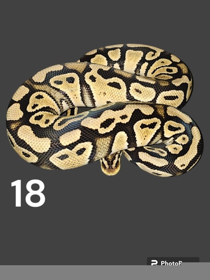 Firefly Sapphire Ball Python by Engler Rodents & Reptiles