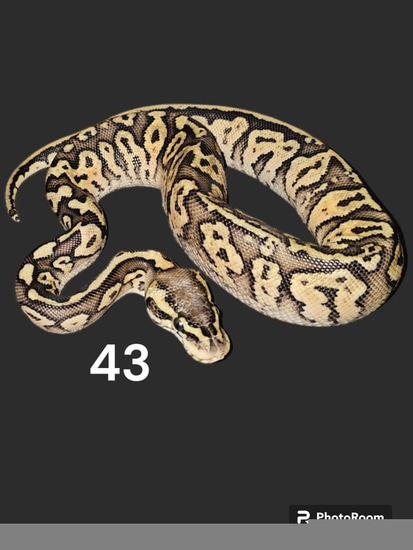 Pastel Sapphire Ball Python by Engler Rodents & Reptiles