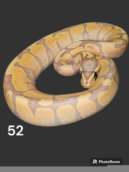 Banana Enchi Het Puma Ball Python by Engler Rodents & Reptiles