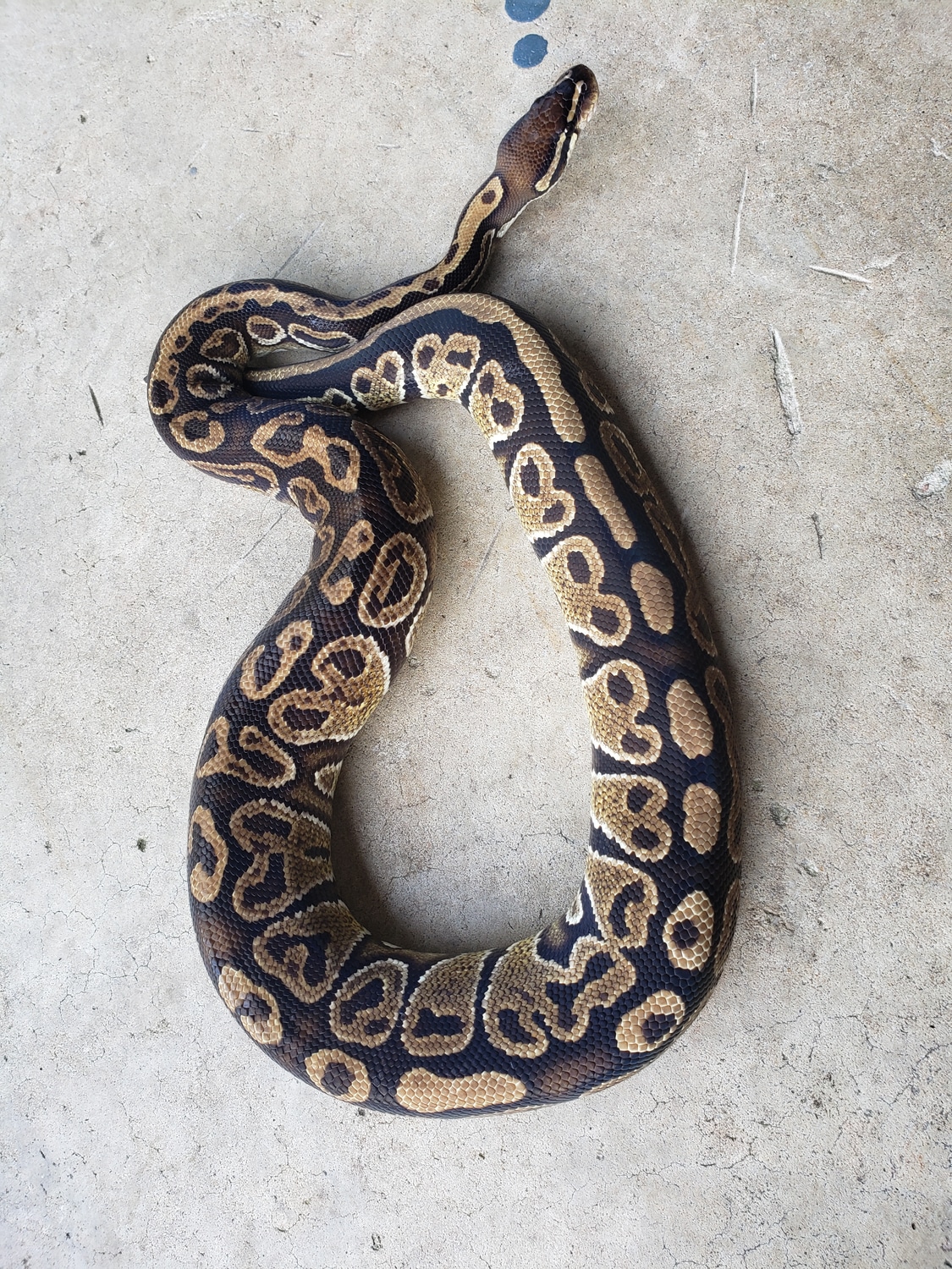 Trick Ball Python by BAM Exotics - MorphMarket