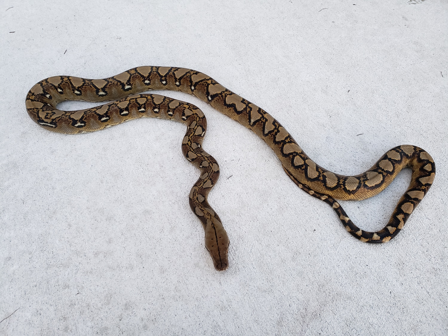 Sunfire Het Indo Caramel Reticulated Python by BAM Exotics - MorphMarket