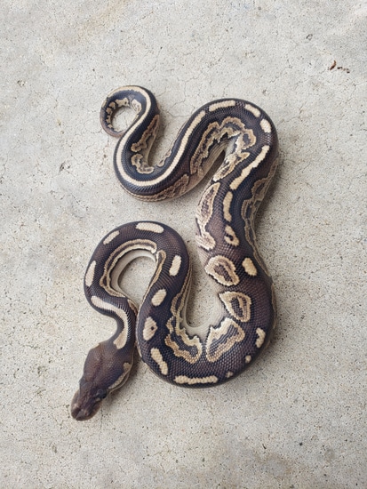 Gargoyle Ball Python by BAM Exotics