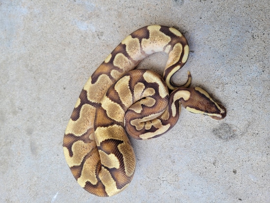 Enchi Spark Ball Python by BAM Exotics