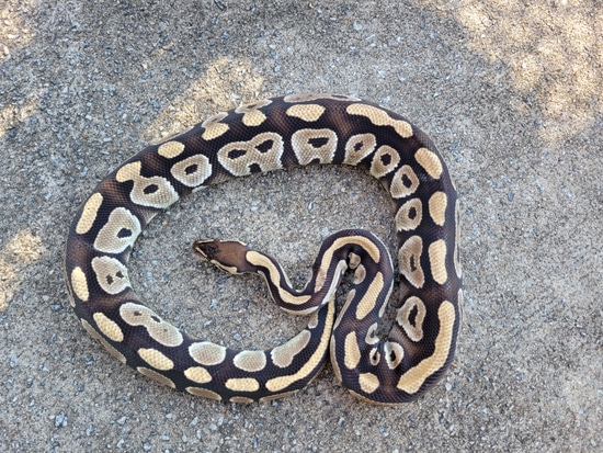 Mystic Ball Python by BAM Exotics