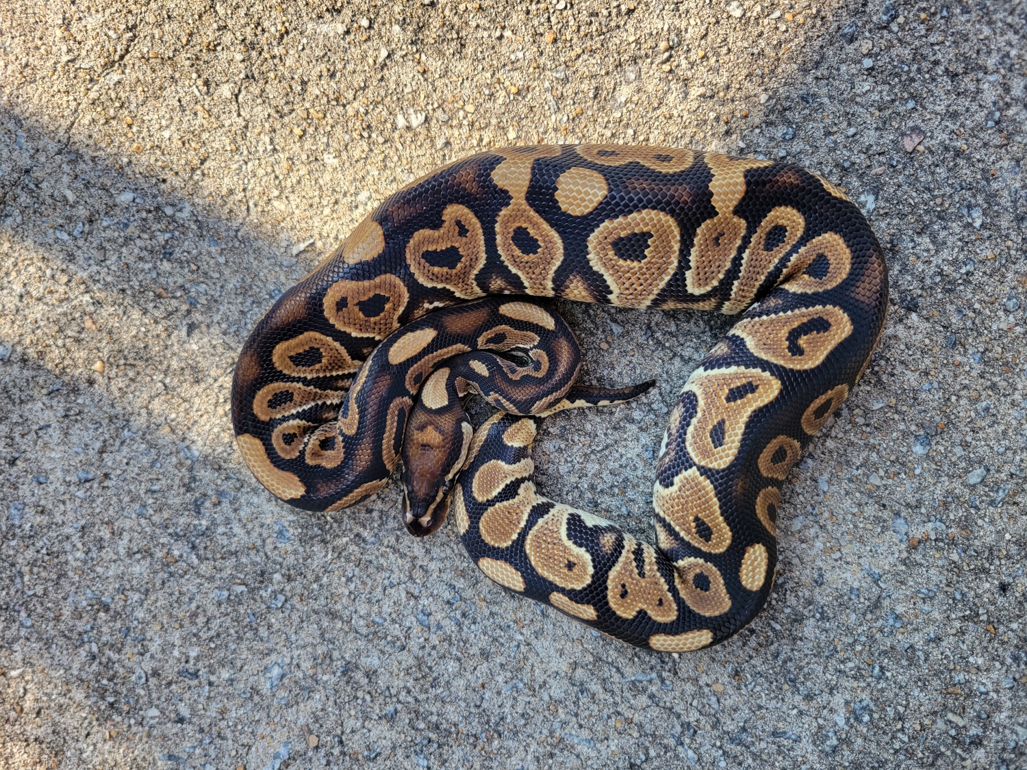 HRA Yellowbelly Ball Python by BAM Exotics - MorphMarket