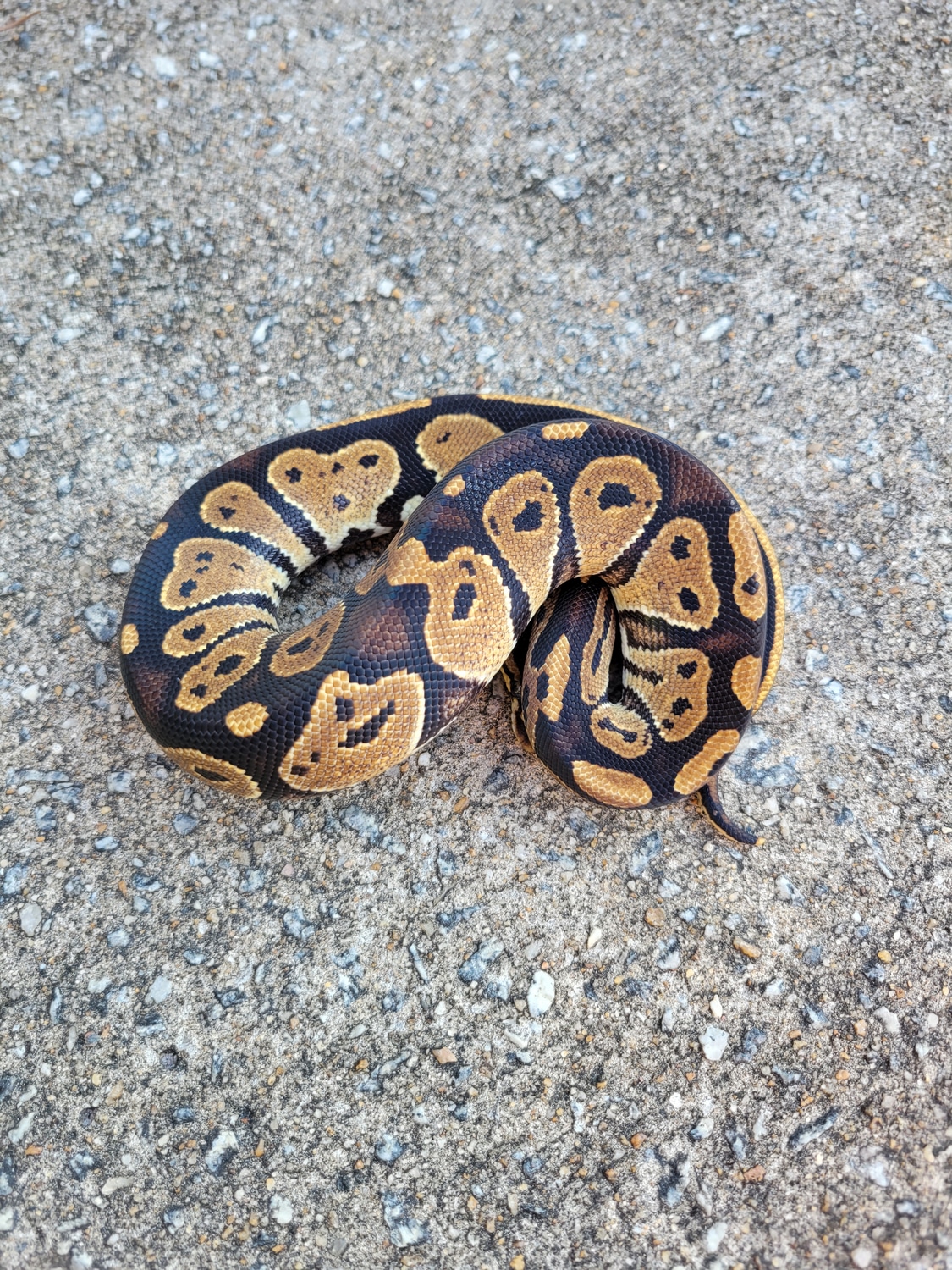 Blackhead Specter/YB Ball Python by BAM Exotics - MorphMarket