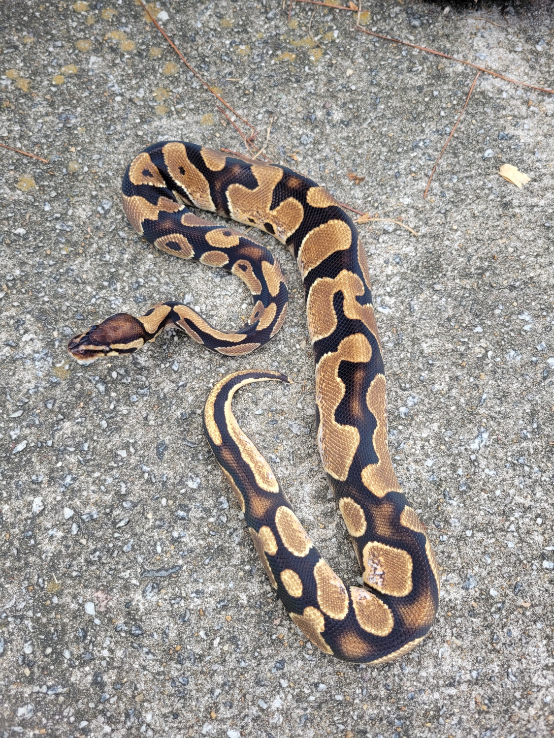 Orangedream Calico Yellowbelly Ball Python by BAM Exotics - MorphMarket