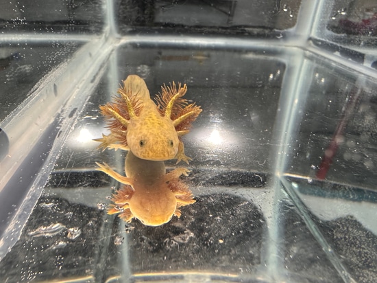3-4 Inch "lemon" Copper Juvenile Axolotl by Beck'sandJo'slotls