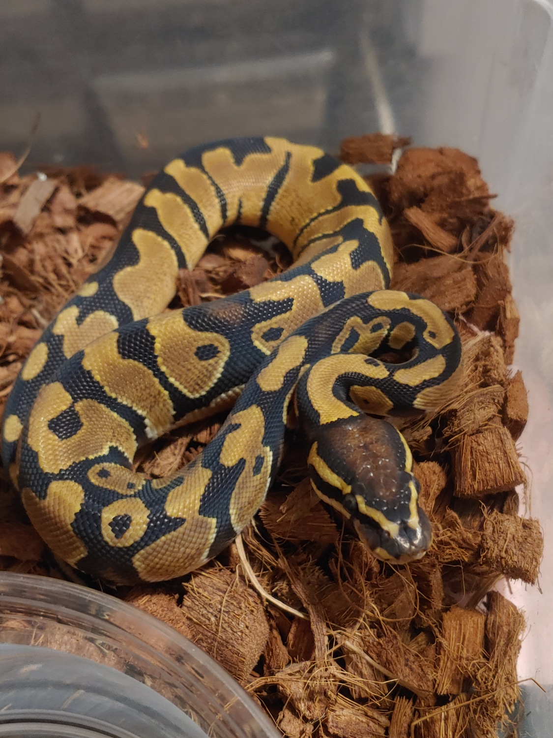 Pos Het Holy Grail Ball Python by Finger Snakes - MorphMarket