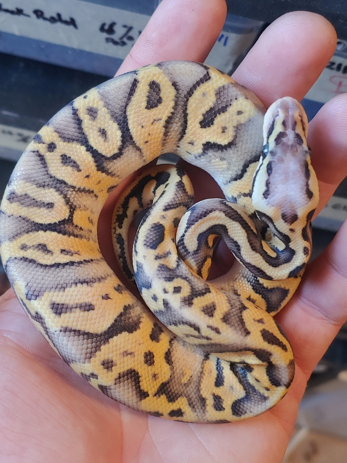 Black Pewter HGW ++ 50% Het Lavander Ball Python by Finger Snakes ...