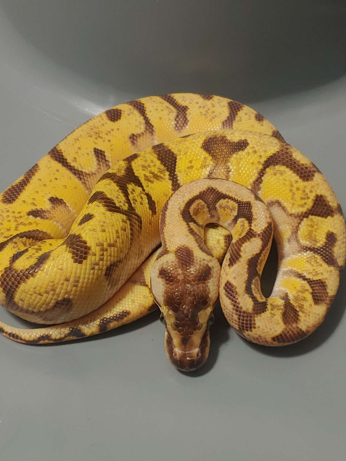 Pastel Enchi Leopard HGW Odium Pos Het Holy Grail Ball Python by Finger ...