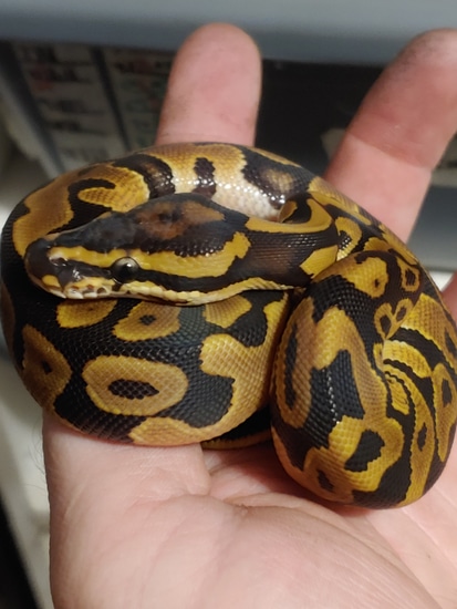 Leopard Pos Het Holy Grail Ball Python by Finger Snakes