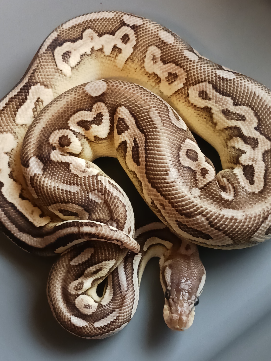 Sterling Mojave Het Clown Ball Python by Finger Snakes - MorphMarket