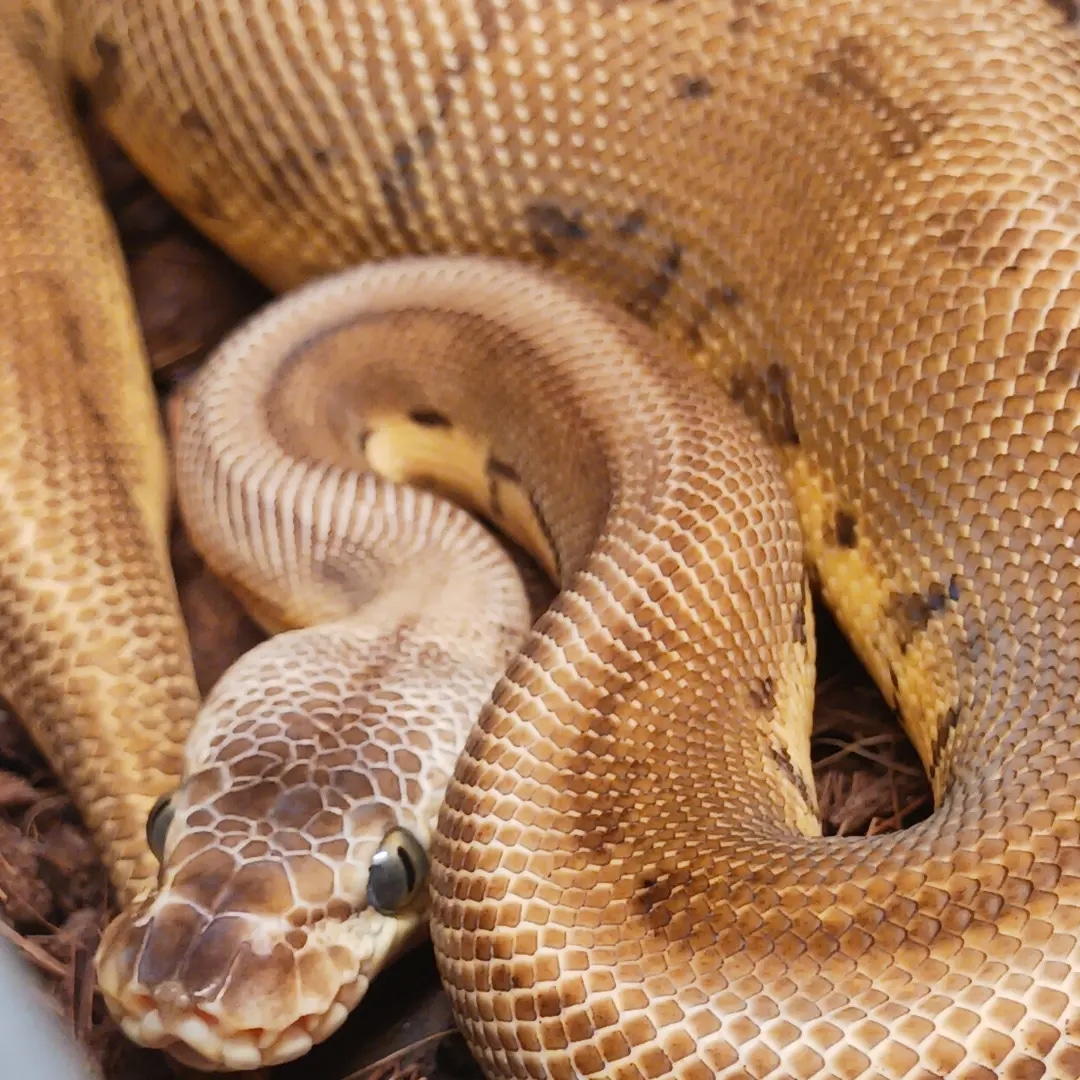 Pastel Enchi Leopard Pinstripe HGW 50%Het Grail Pos Het Pied Ball ...