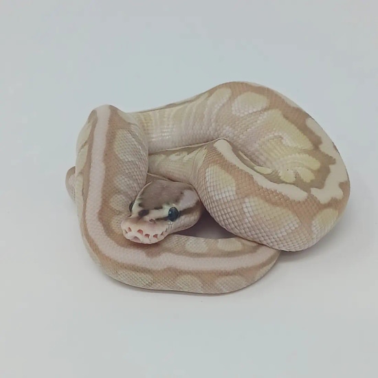 Pastel Enchi Soulsucker Ball Python by Finger Snakes
