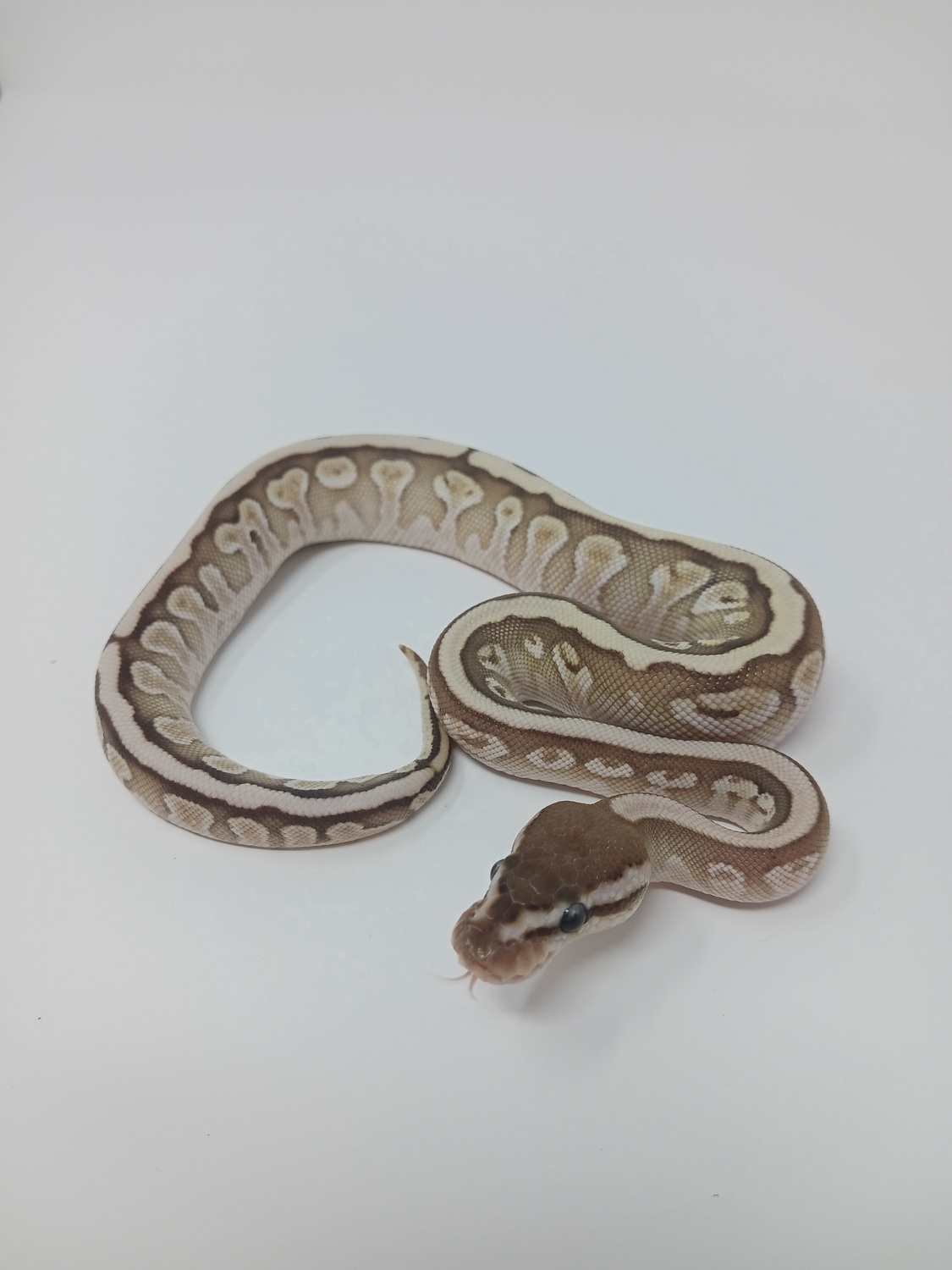 Soulsucker Ball Python by Finger Snakes - MorphMarket