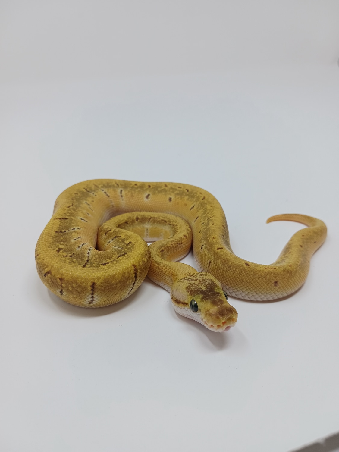Pastel Enchi Pinstripe HGW Odium Ball Python by Finger Snakes - MorphMarket
